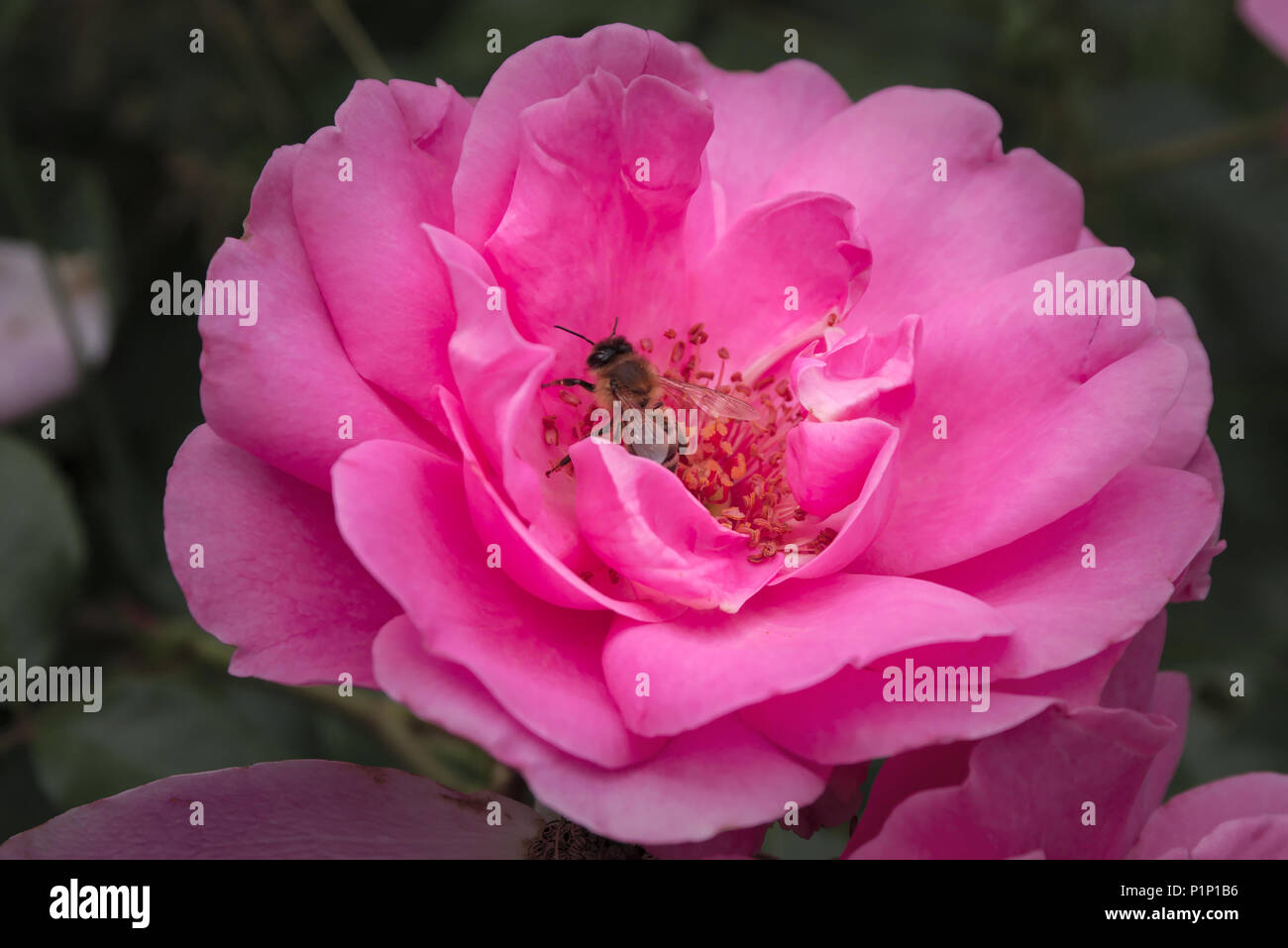 Pollen de rose Banque de photographies et d’images à haute résolution ...