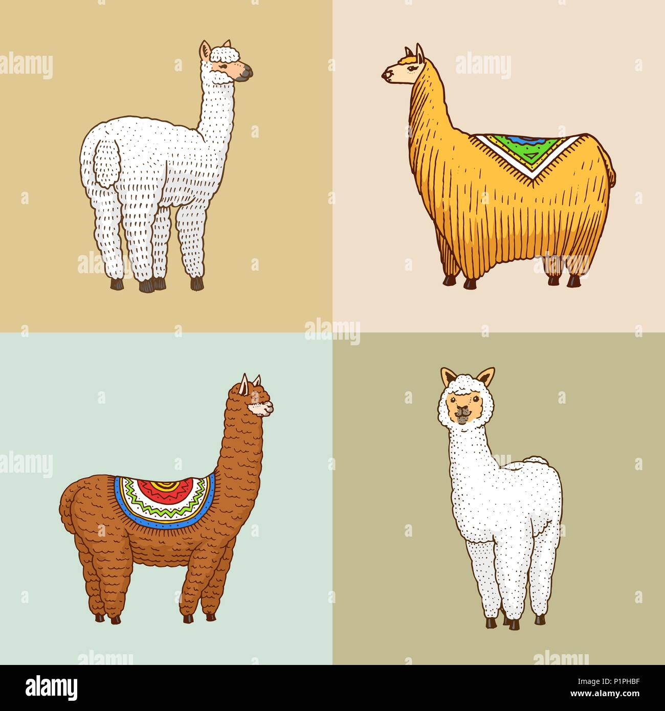Ensemble d'Alpaga mignon lamas sauvages ou Cobourg sur l'arrière-plan ...