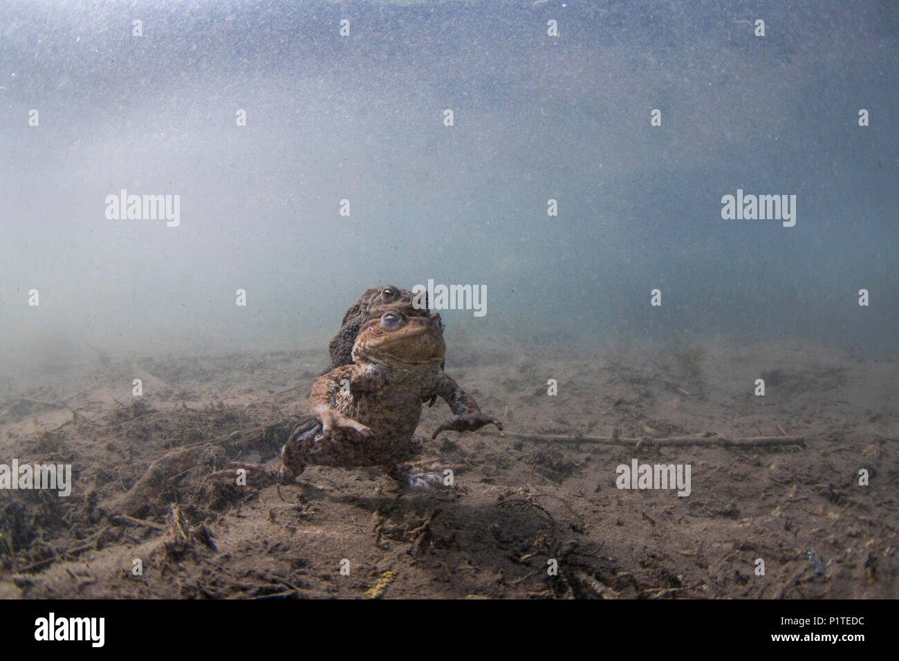 Accouplement de crapaud Banque de photographies et d’images à haute ...