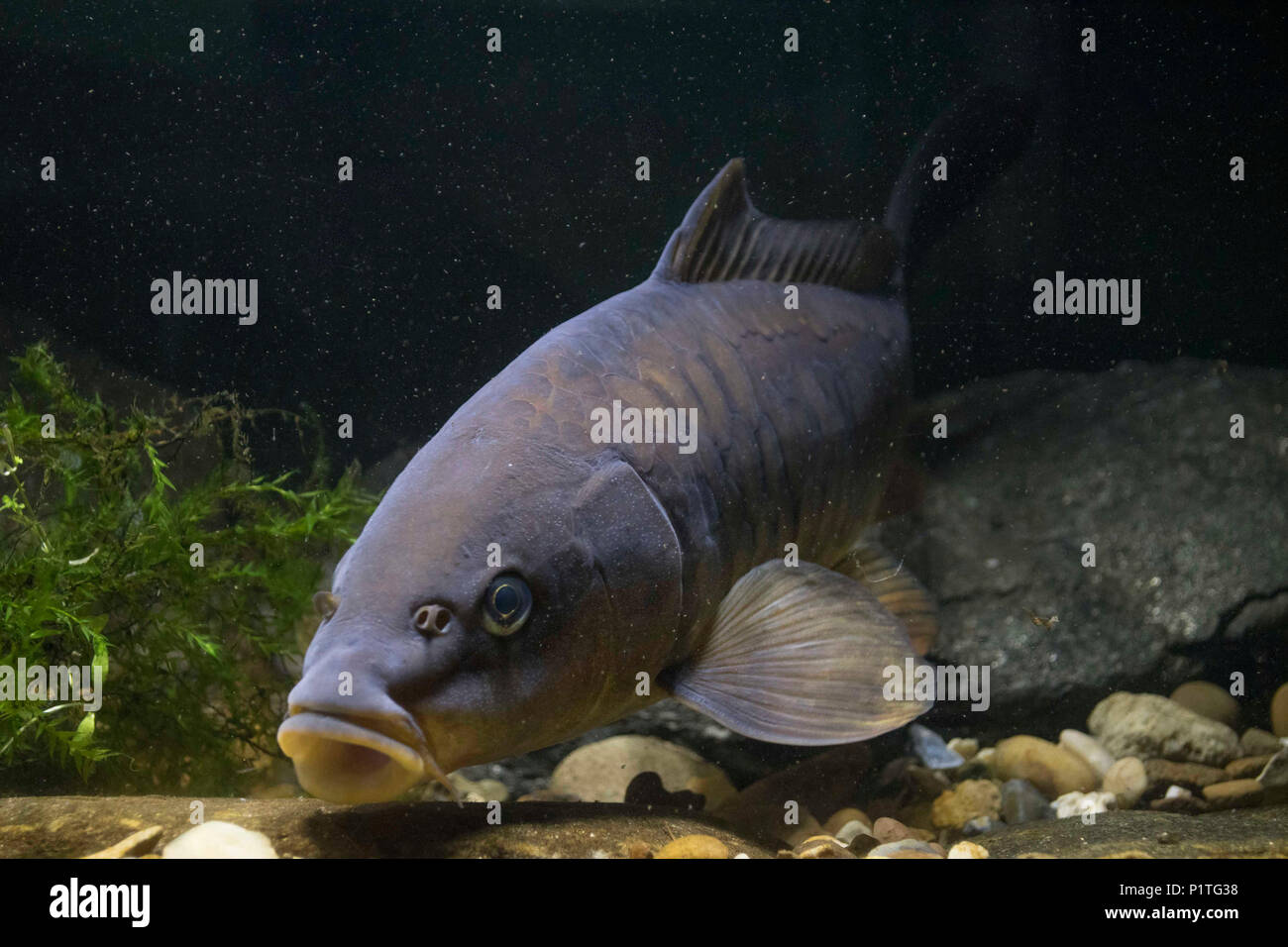 Carpe miroir Banque de photographies et d’images à haute résolution - Alamy