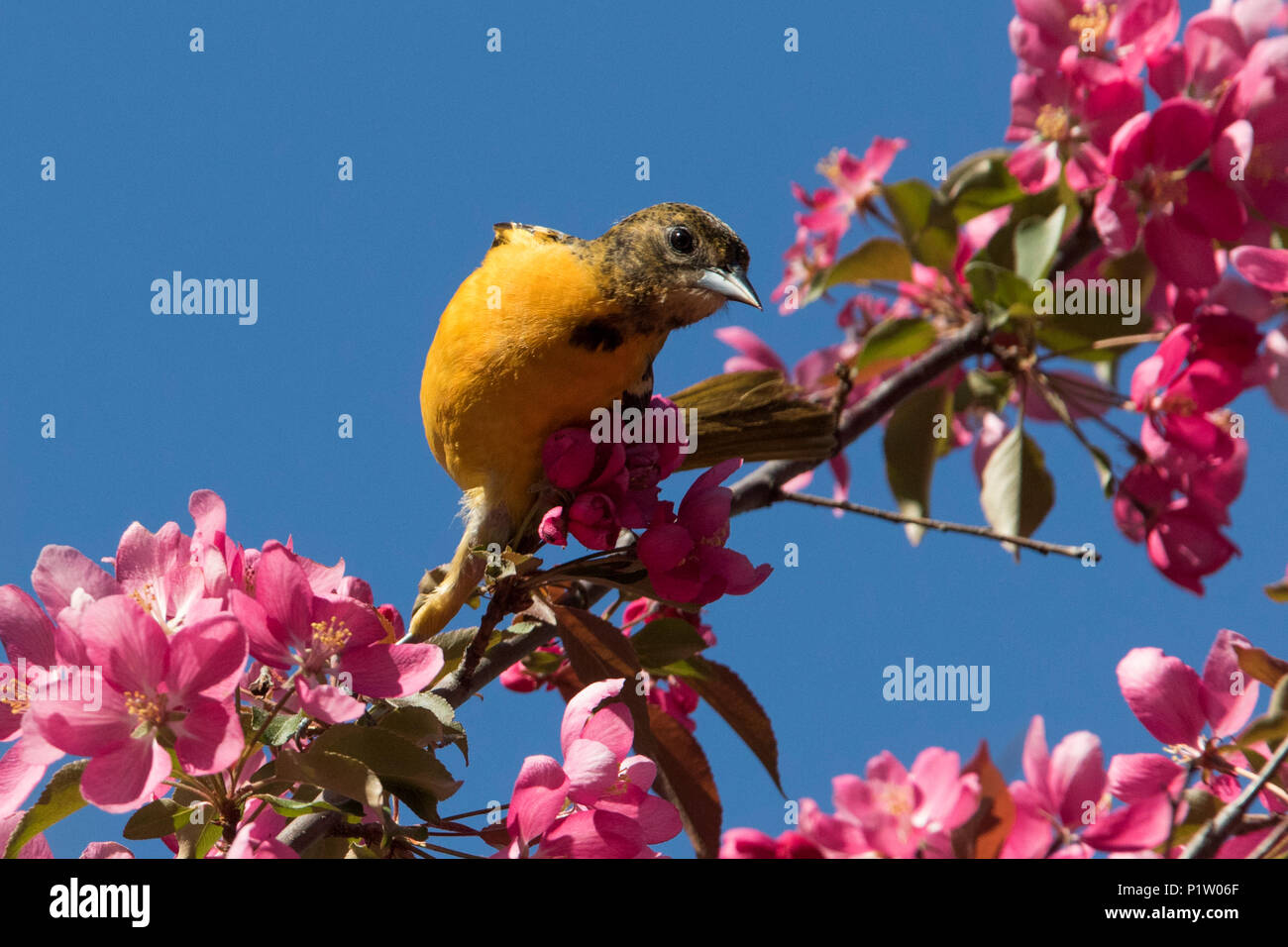 Baltimore oriole femelle dans un jardin de fleurs Banque de ...