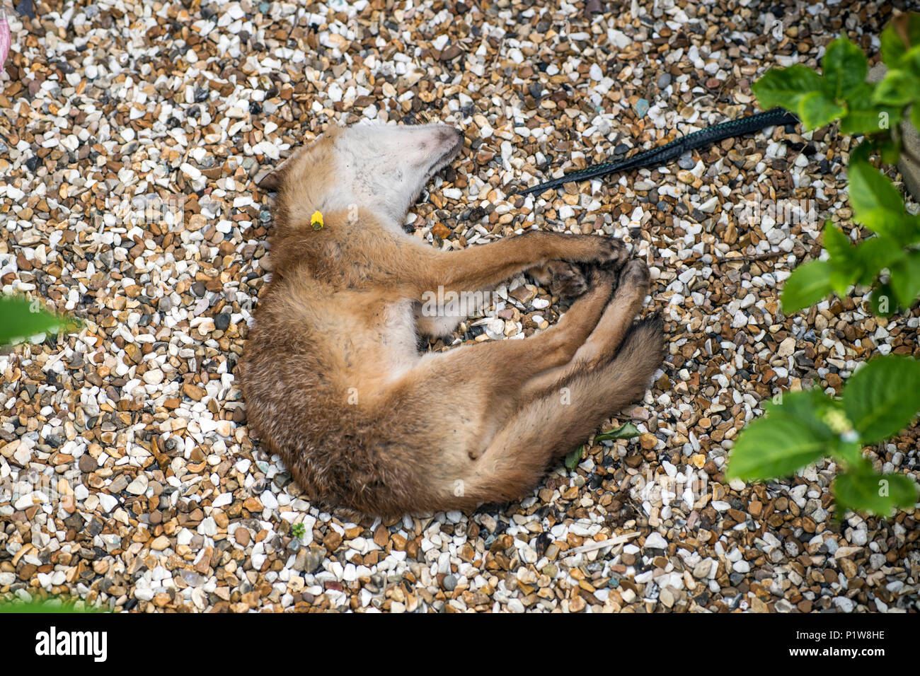 Decomposition wild animal dead Banque de photographies et d’images à ...