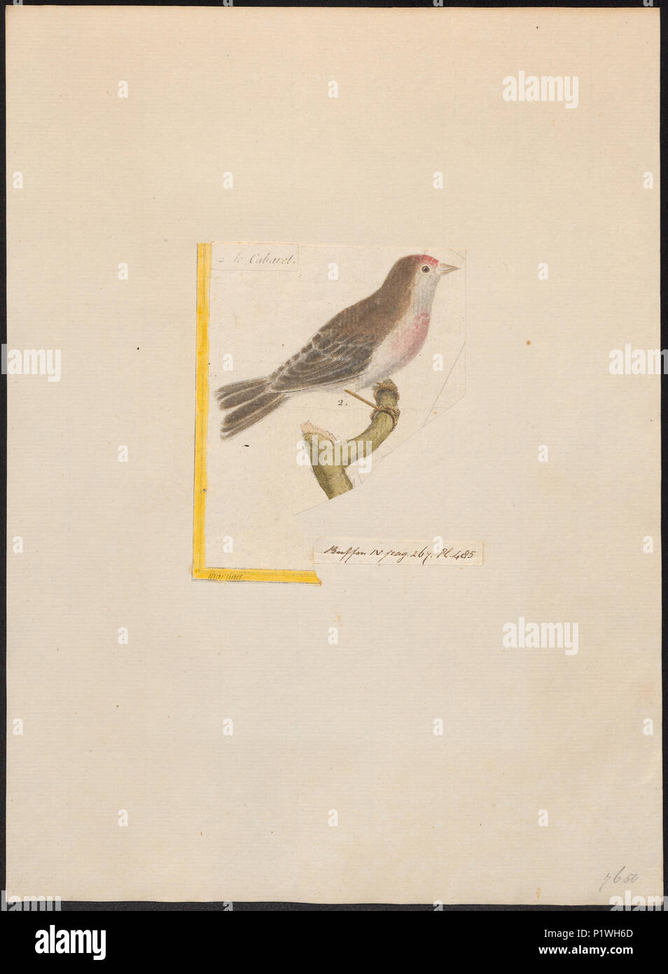 Linaria rufescens Banque de photographies et d’images à haute ...