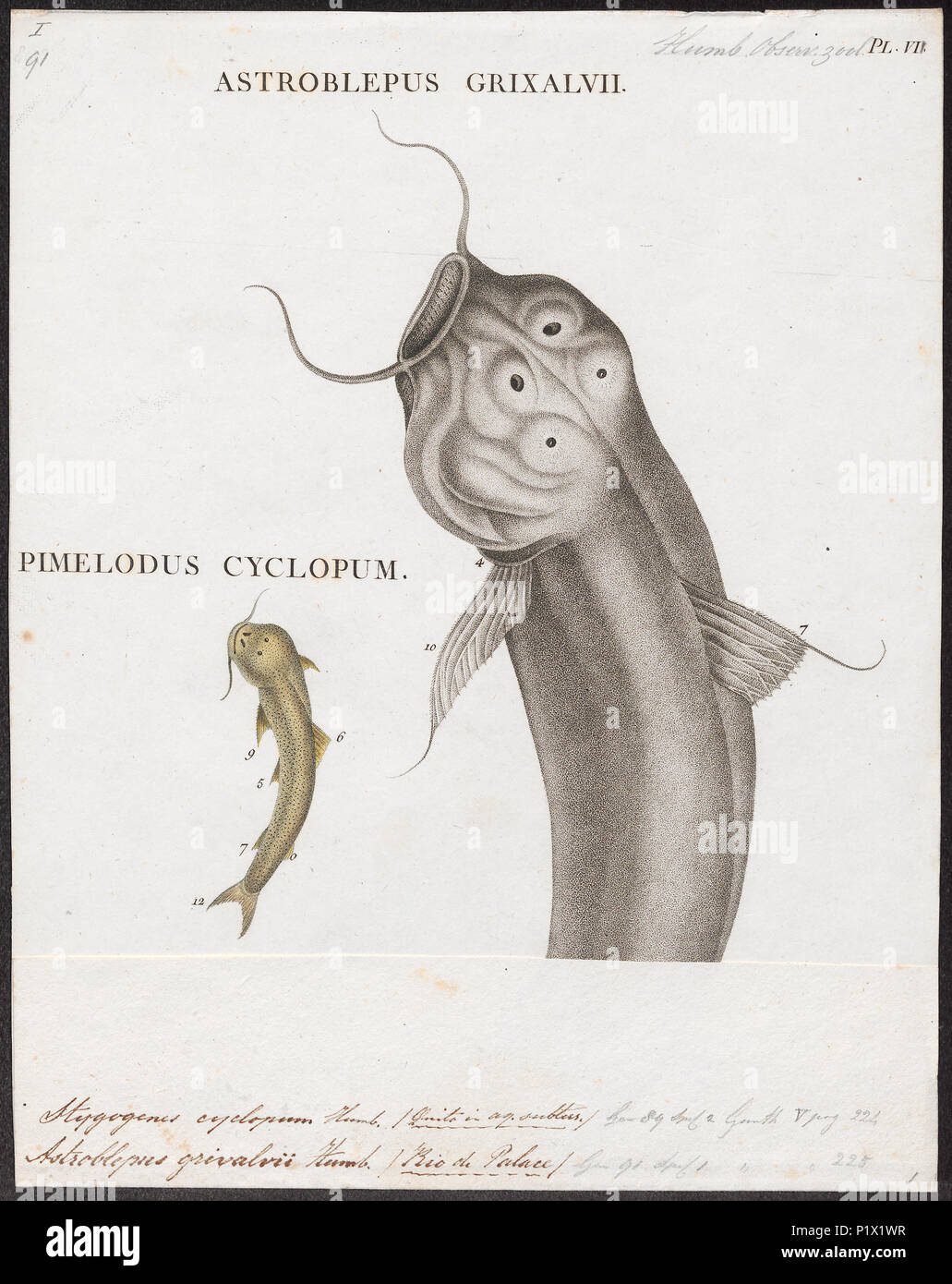 Pimelodus cyclopum Banque de photographies et d’images à haute ...