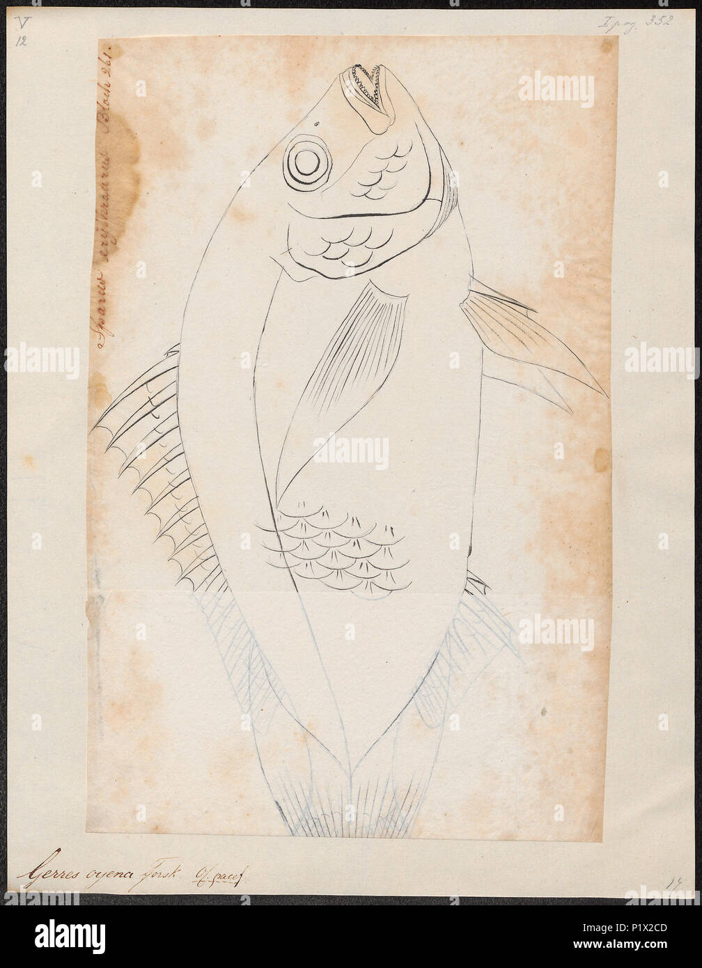 Gerres oyena Banque de photographies et d’images à haute résolution - Alamy