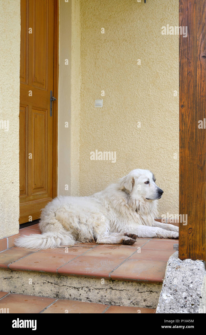 Chien de berger ou chien de Montagne des Pyrénées, Patou des Pyrénées ...