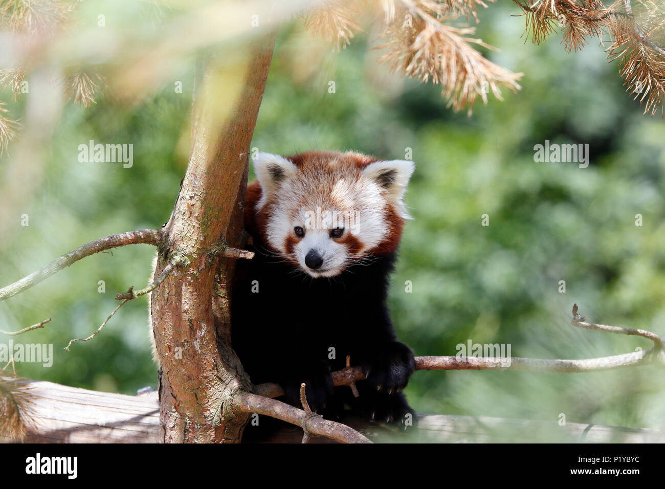 Fourrure Rousse Banque d'image et photos - Alamy