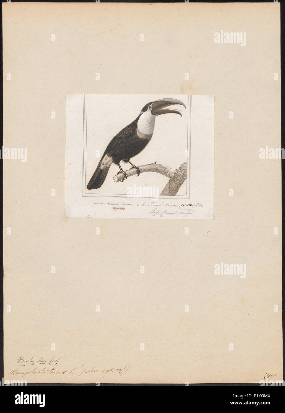 Carte de ramphastos Banque de photographies et d’images à haute ...