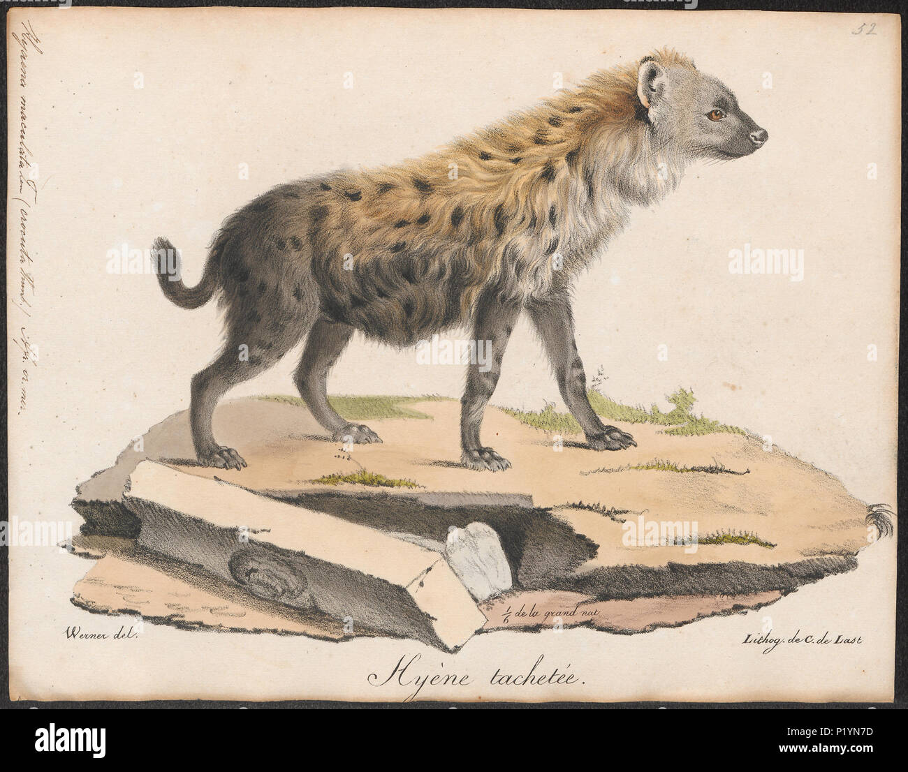 Hyaena maculata Banque de photographies et d’images à haute résolution ...