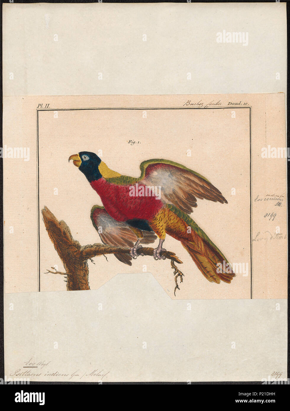 Eos Histrio Banque d'image et photos - Alamy