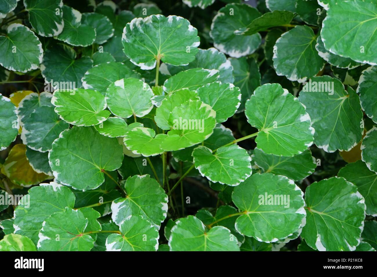 Polyscias filicifolia Banque de photographies et d’images à haute ...