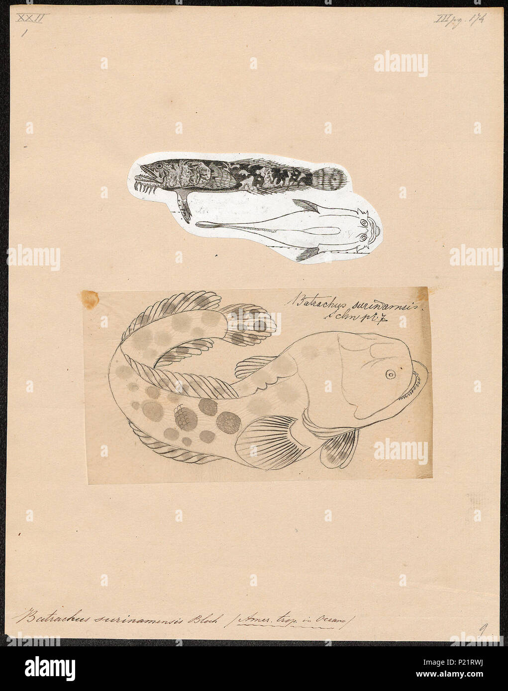 Batrachoides surinamensis Banque de photographies et d’images à haute ...