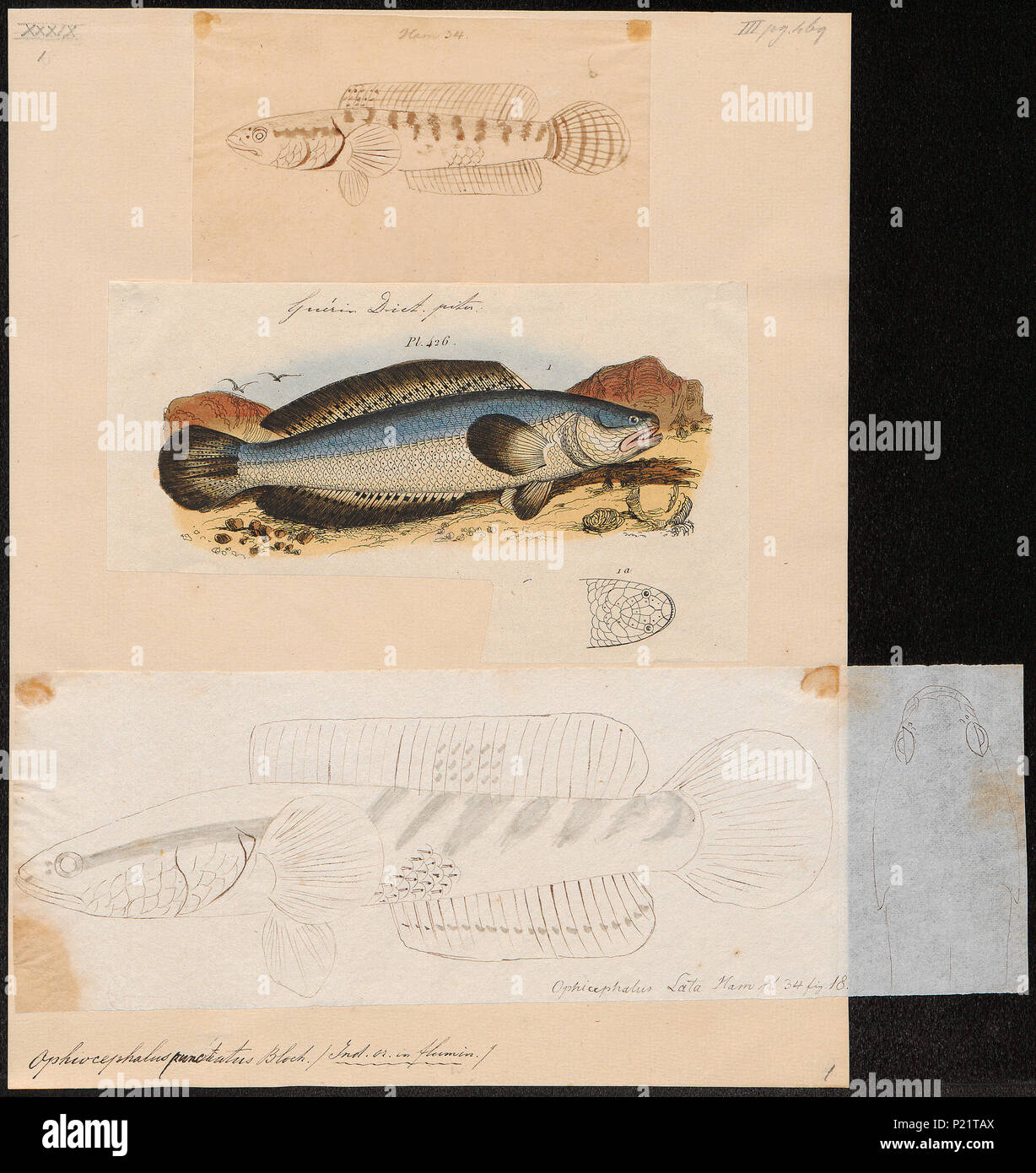 Channa punctatus Banque de photographies et d’images à haute résolution ...