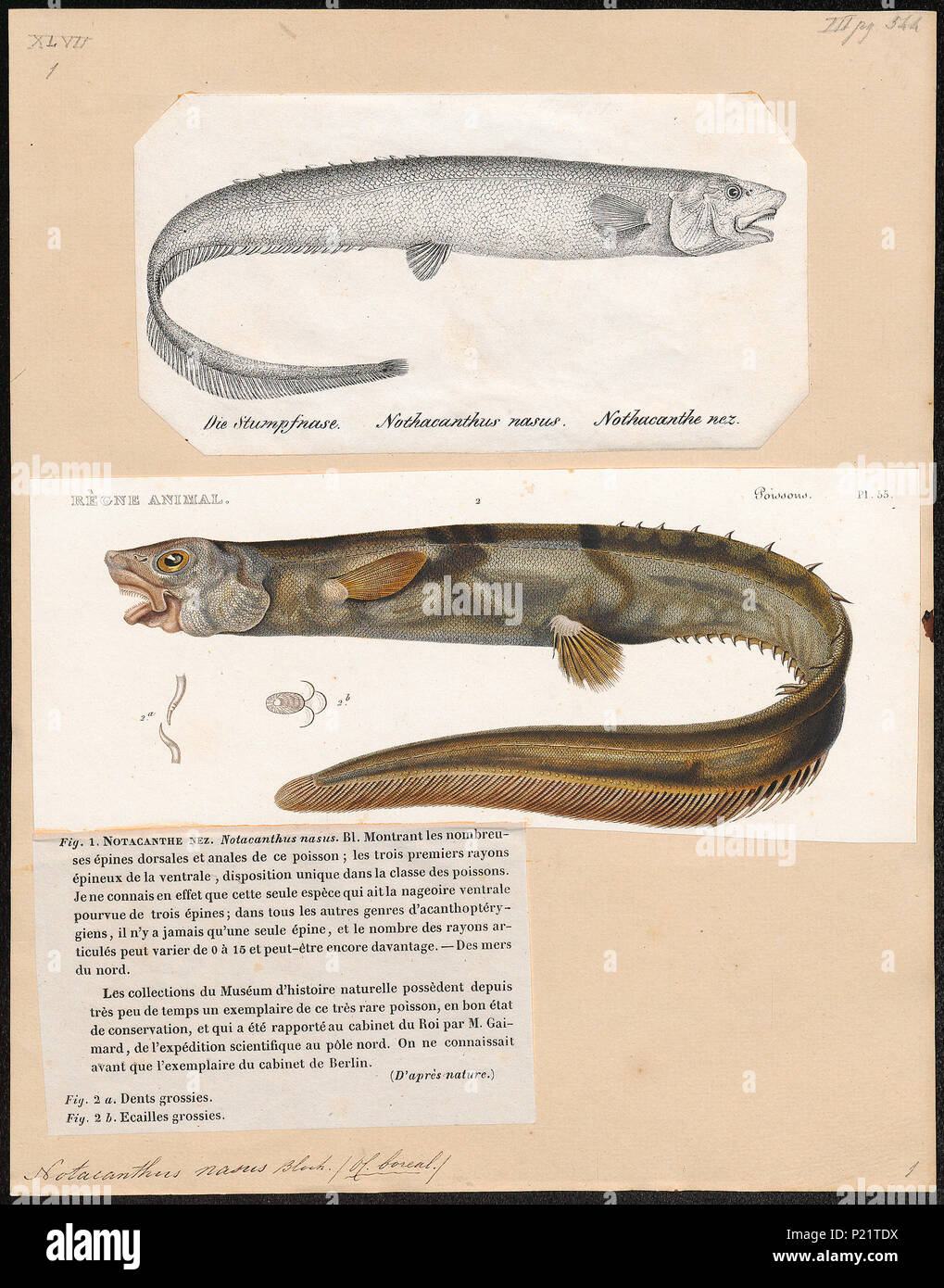 Notacanthus nasus Banque de photographies et d’images à haute ...