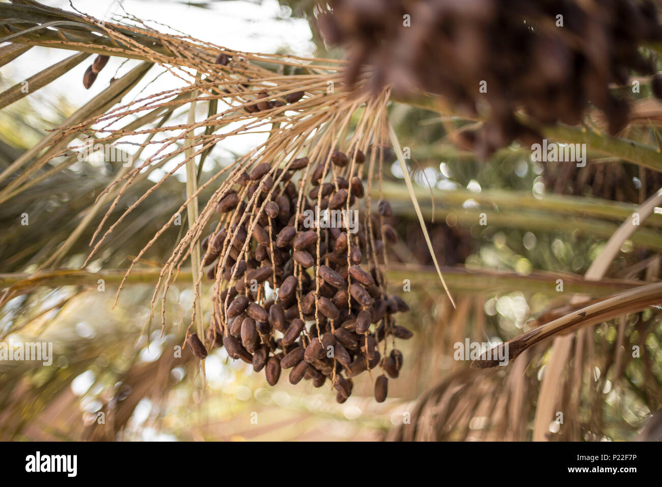 Date palm tree morocco Banque de photographies et d’images à haute ...