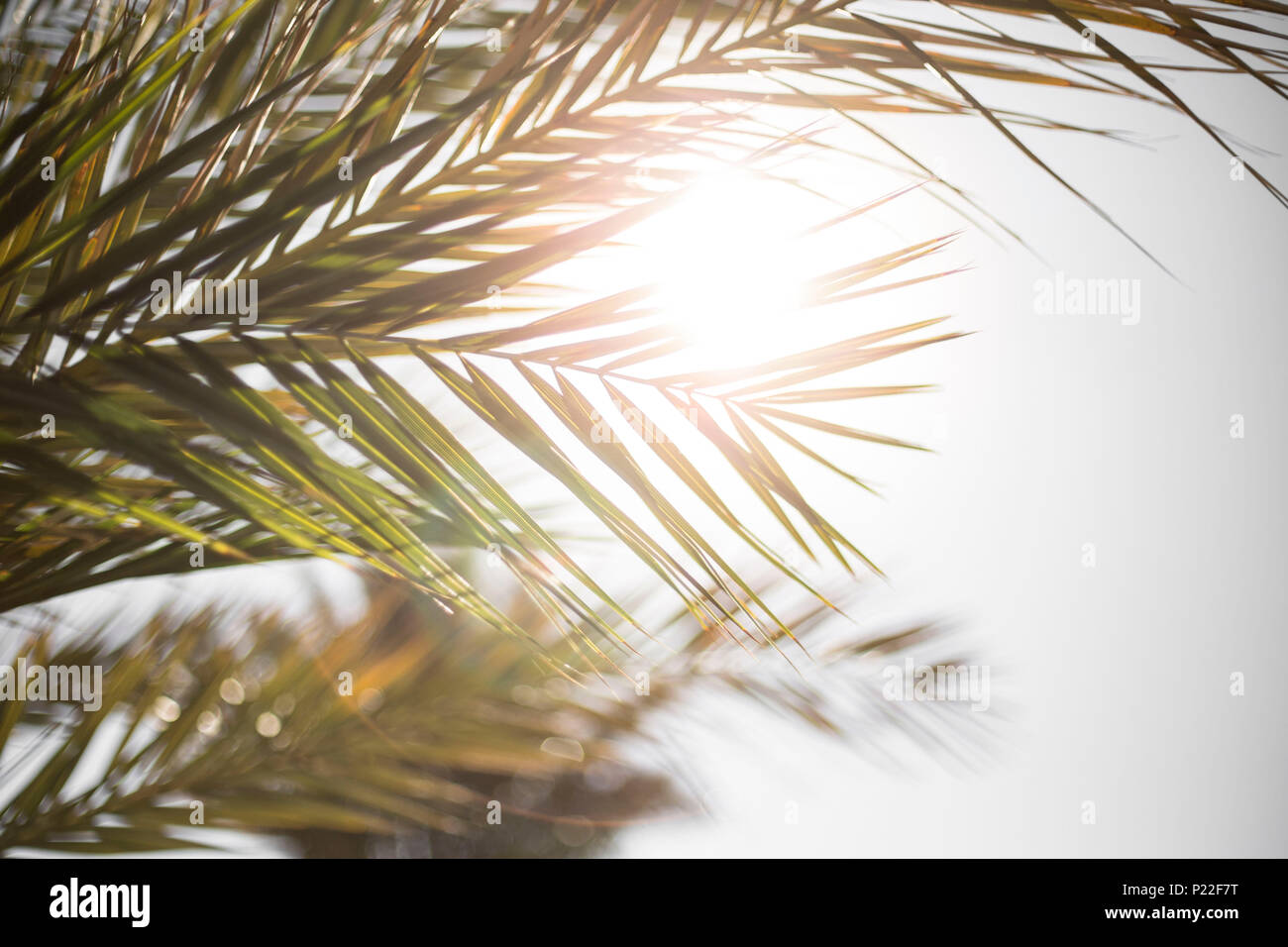Date palm tree morocco Banque de photographies et d’images à haute ...