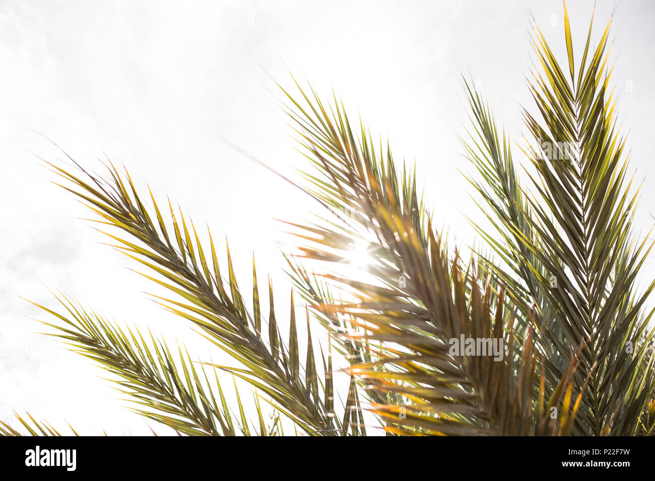 Date palm tree morocco Banque de photographies et d’images à haute ...