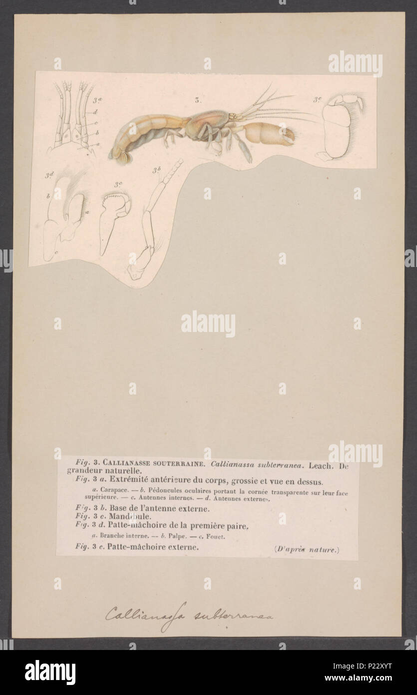 Callianassa subterranea Banque de photographies et d’images à haute ...