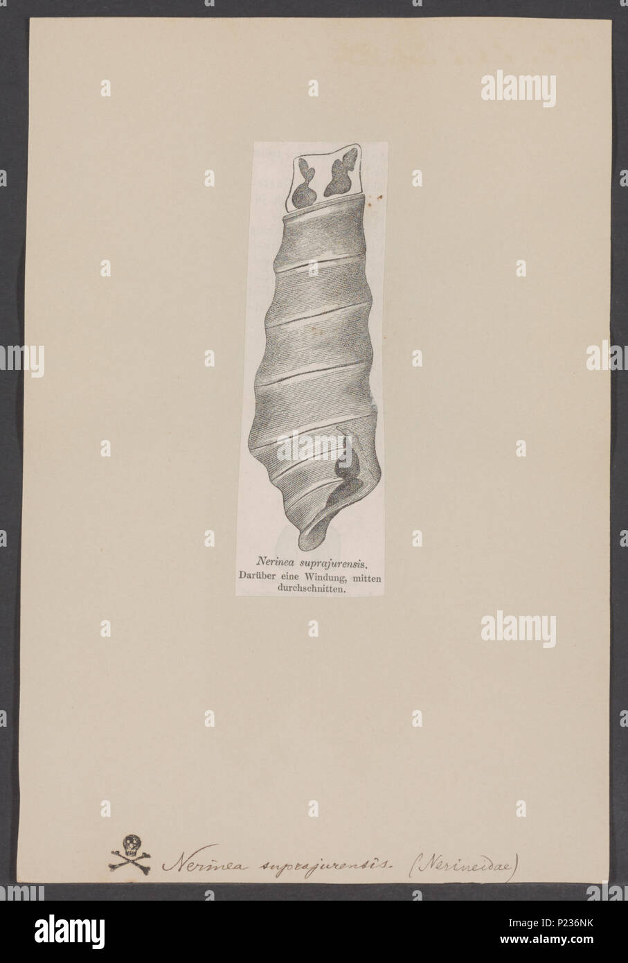 Nerinea suprajurensis Banque de photographies et d’images à haute ...