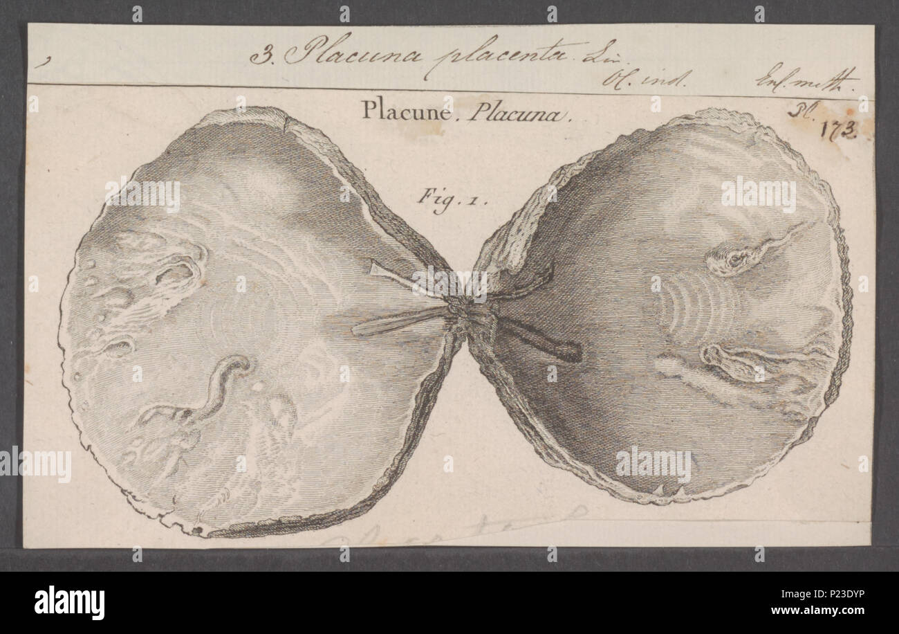Placuna placenta Banque de photographies et d’images à haute résolution ...