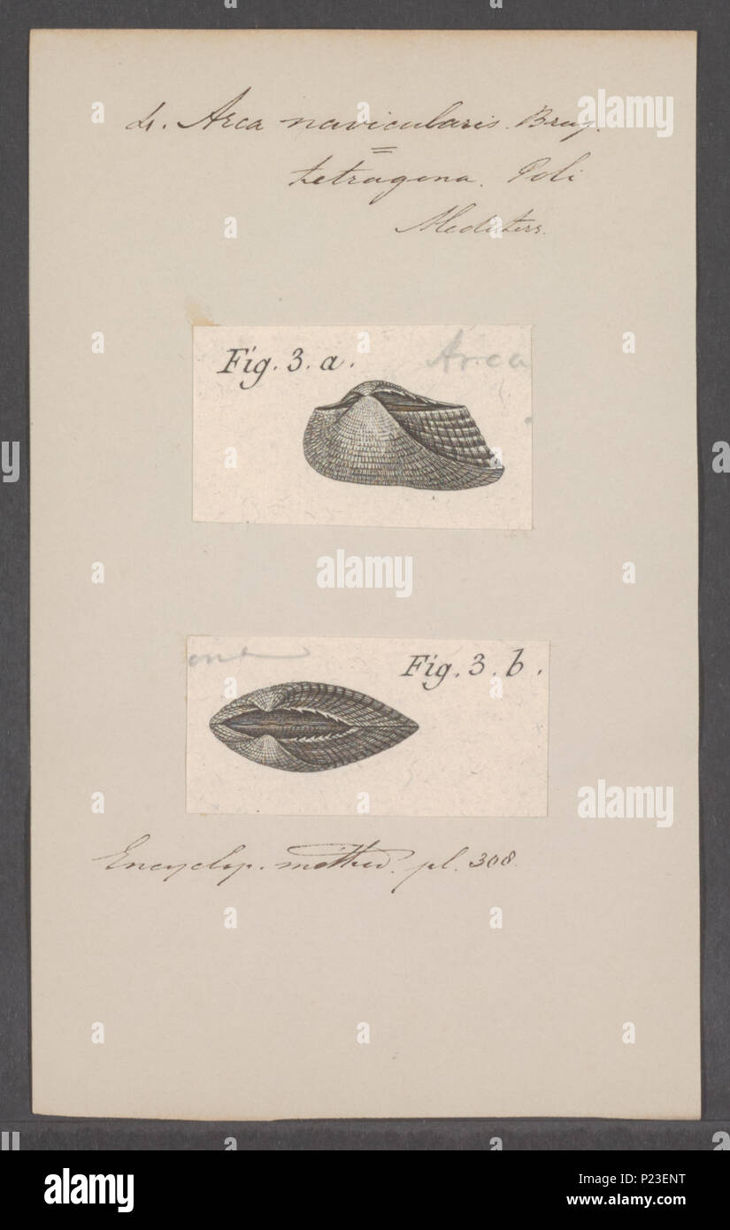 Navicularis Banque de photographies et d’images à haute résolution - Alamy