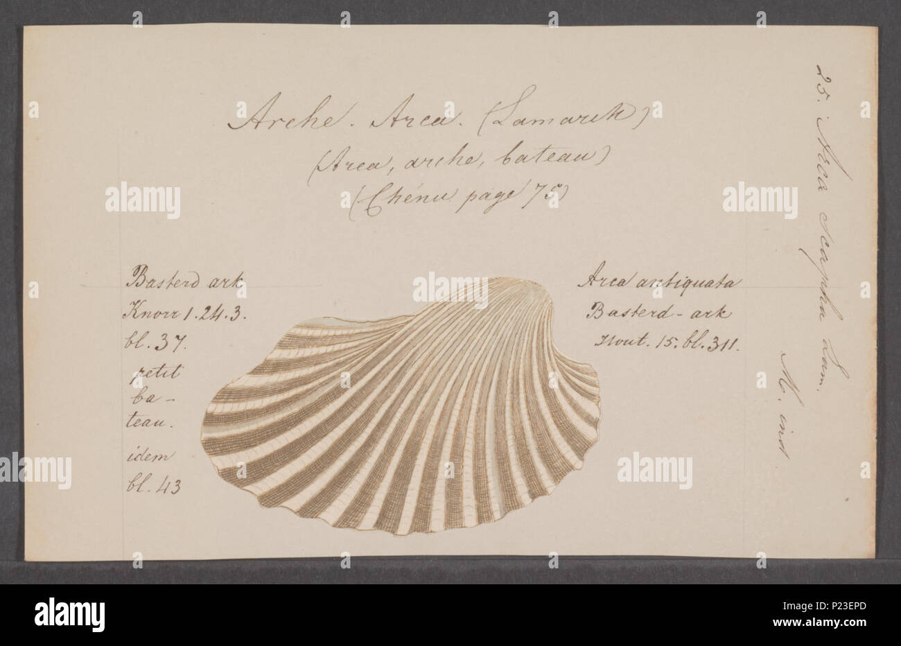 Arca scapha Banque de photographies et d’images à haute résolution - Alamy