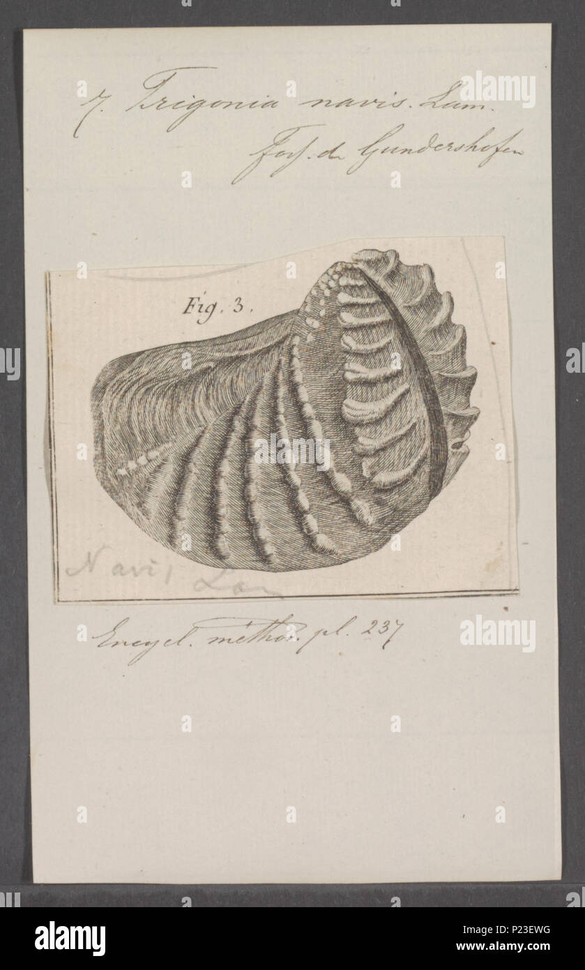 Trigonia trigonia navis Banque de photographies et d’images à haute ...