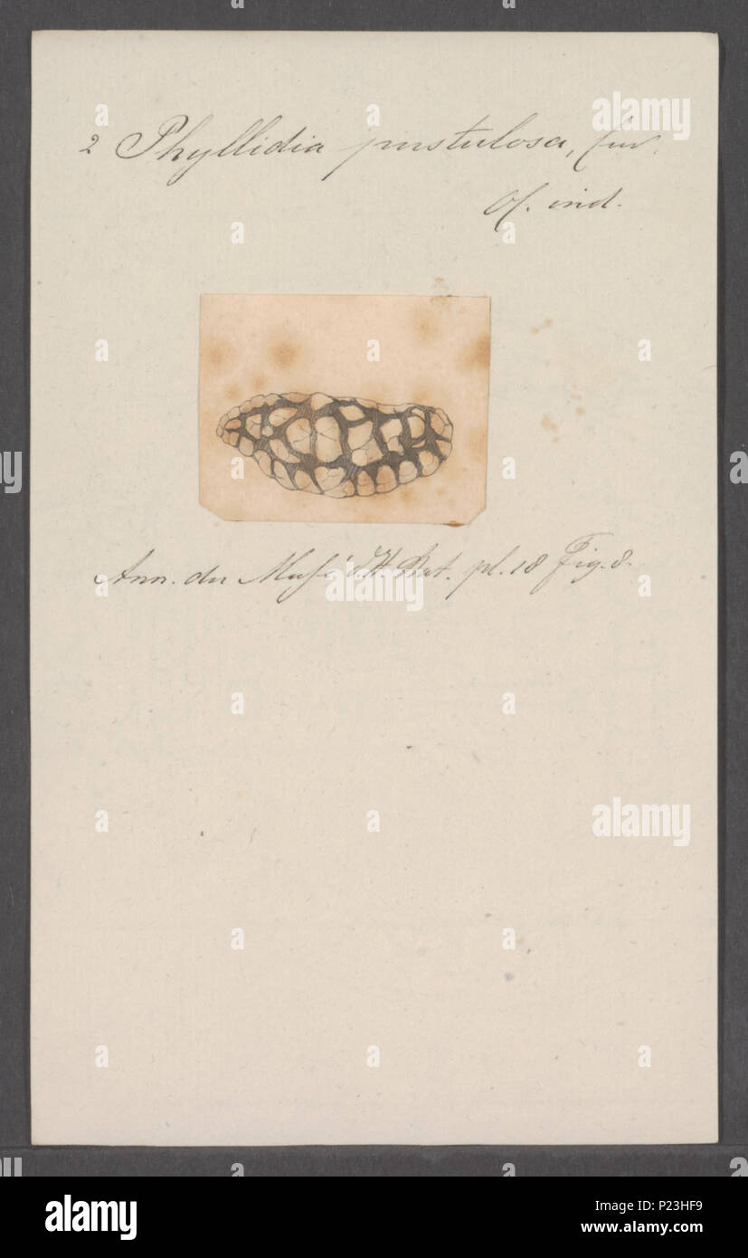 Phyllidia pustulosa Banque de photographies et d’images à haute ...