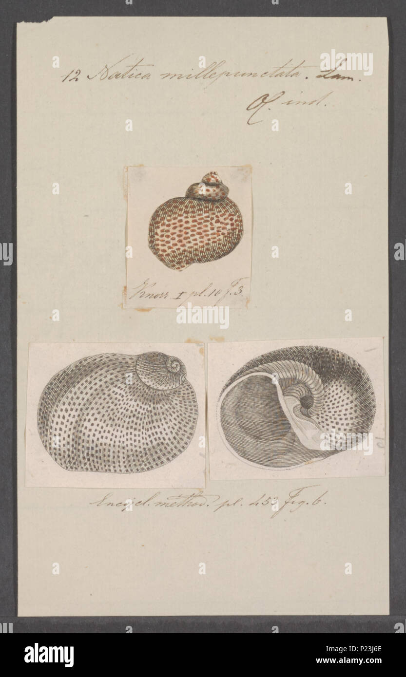 Natica millepunctata Banque de photographies et d’images à haute ...