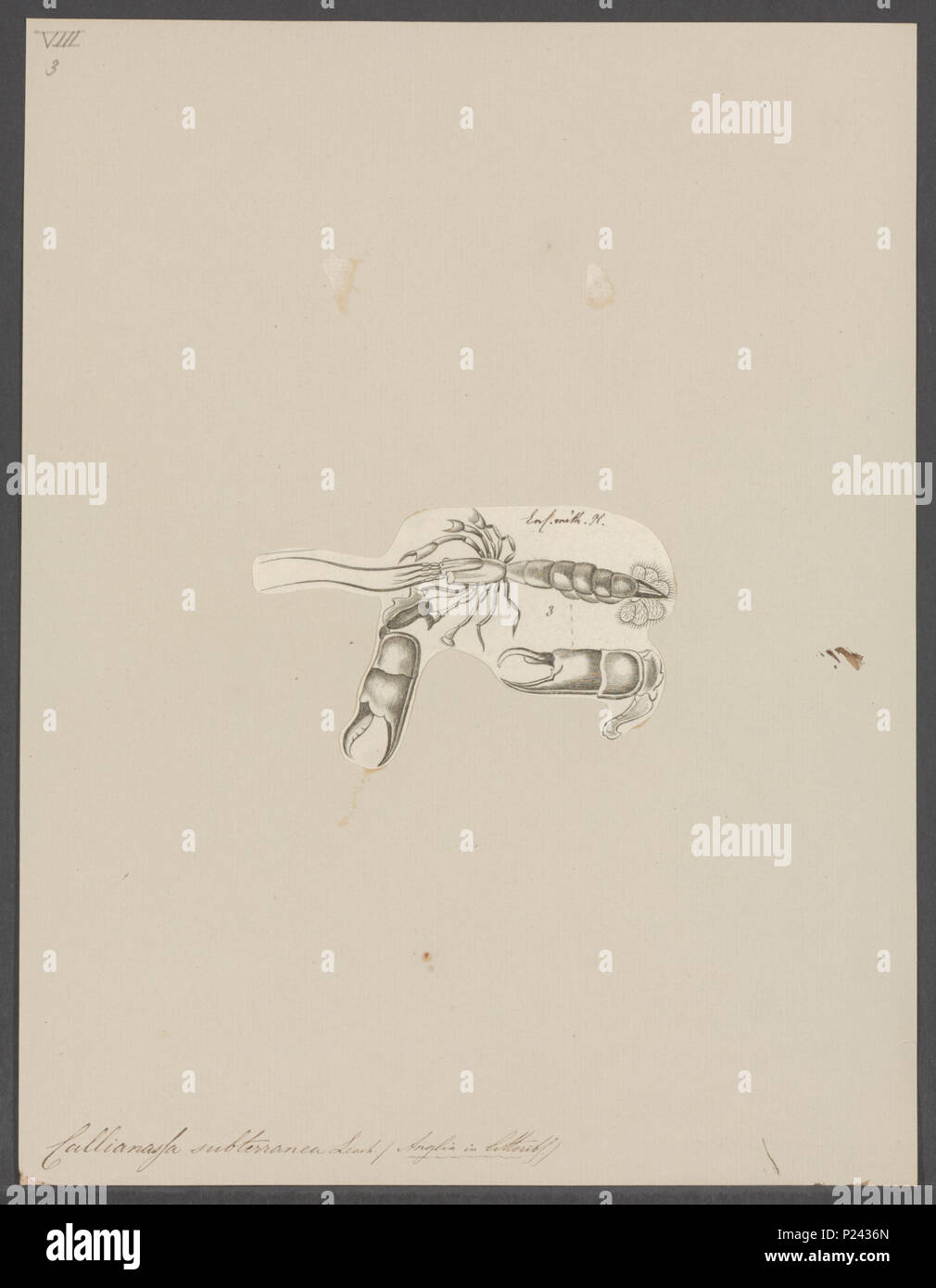 Callianassa subterranea Banque de photographies et d’images à haute ...