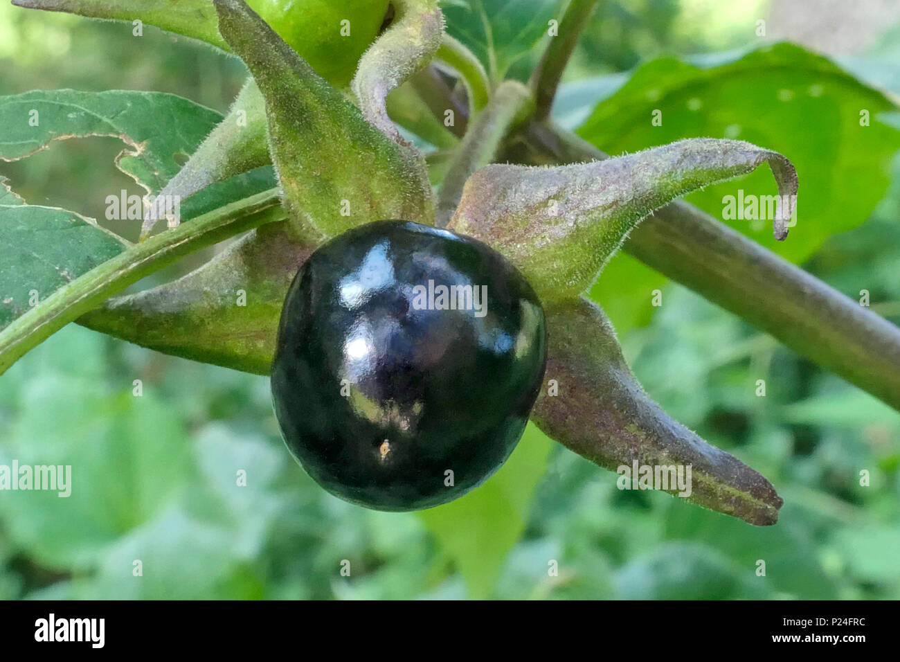 La belladone (Atropa belladonna) fruits, famille des Solanacées ...