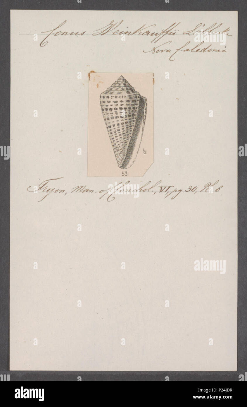 Conus spurius Banque de photographies et d’images à haute résolution ...