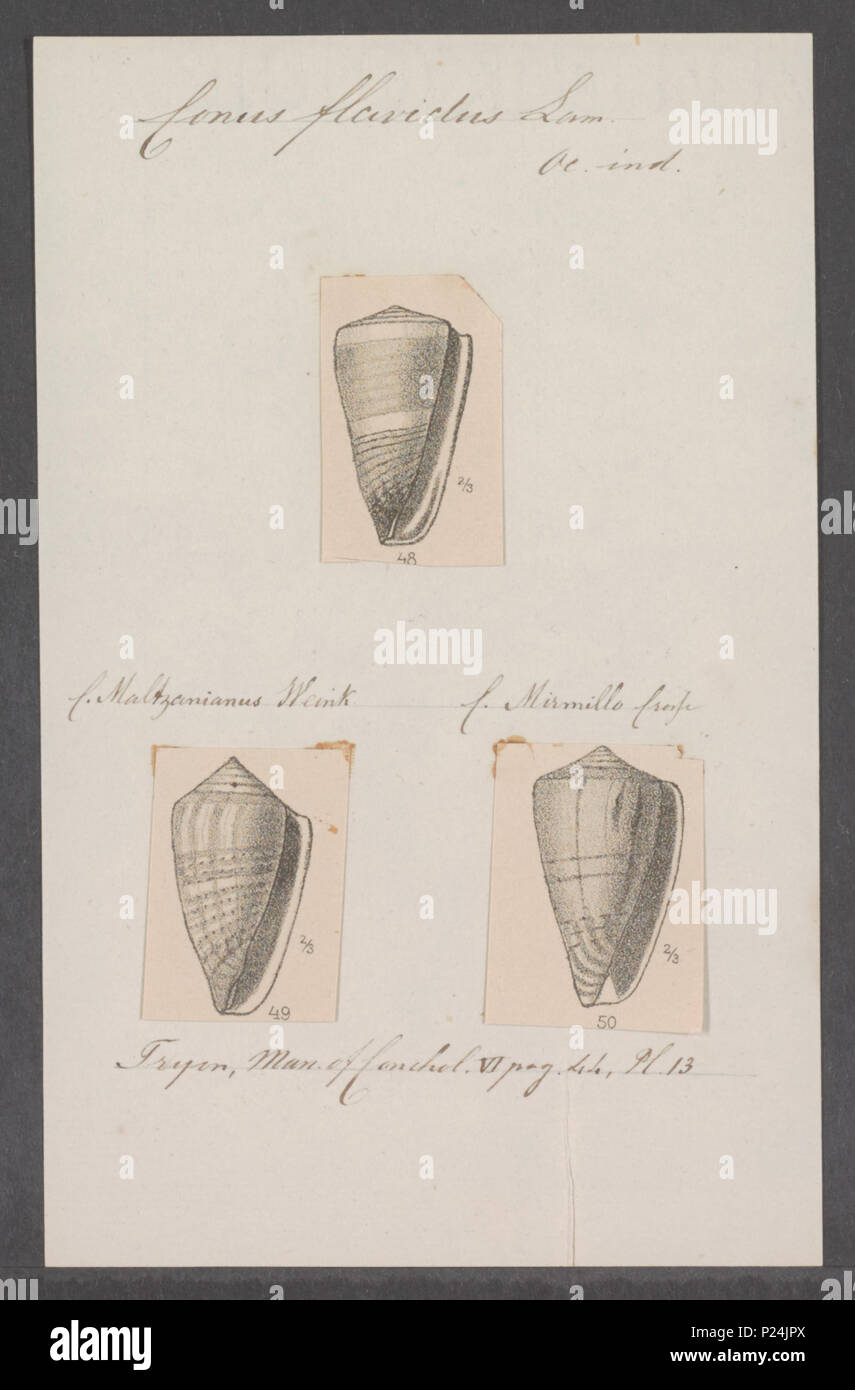 Conus flavidus Banque de photographies et d’images à haute résolution ...