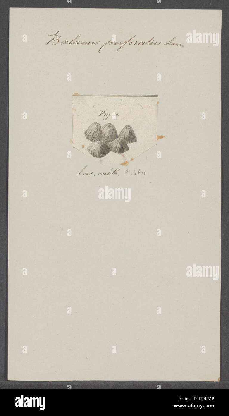 Balanus perforatus Banque de photographies et d’images à haute ...