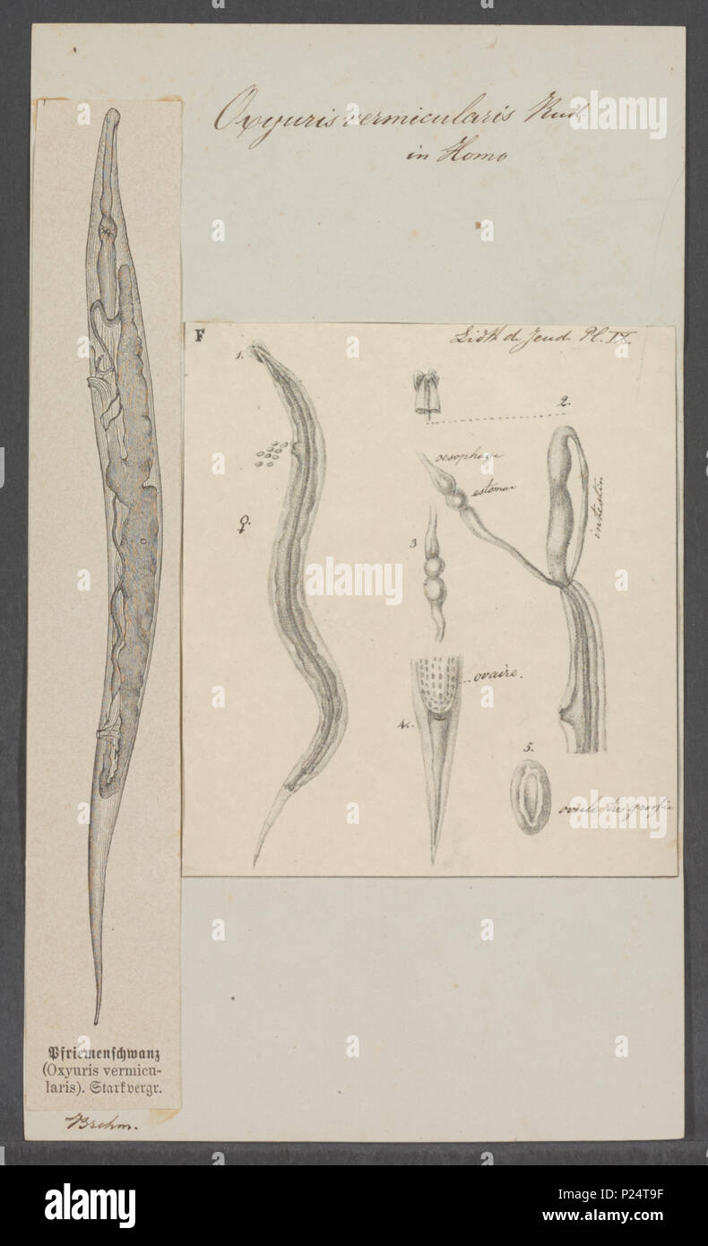 Oxyuris vermicularis Banque de photographies et d’images à haute ...