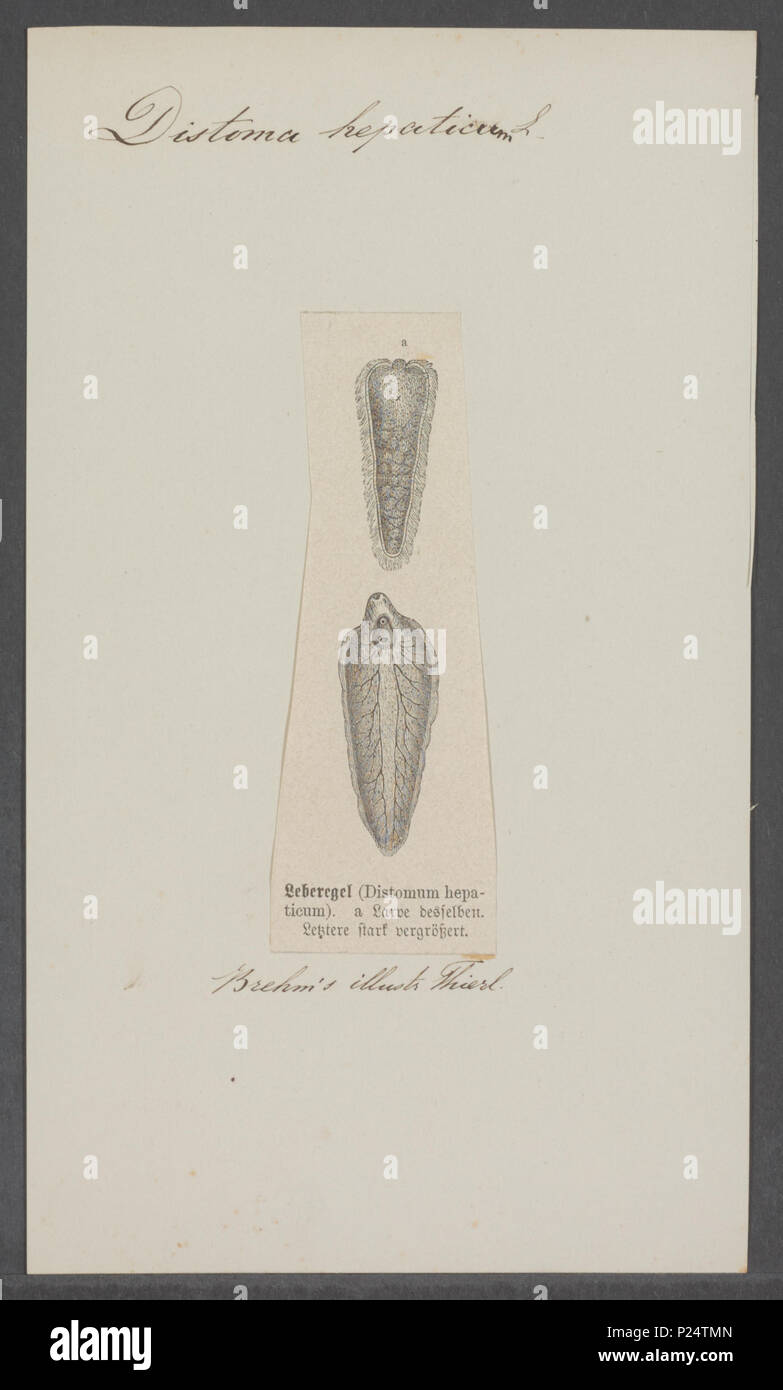 Distoma hepaticum Banque de photographies et d’images à haute ...