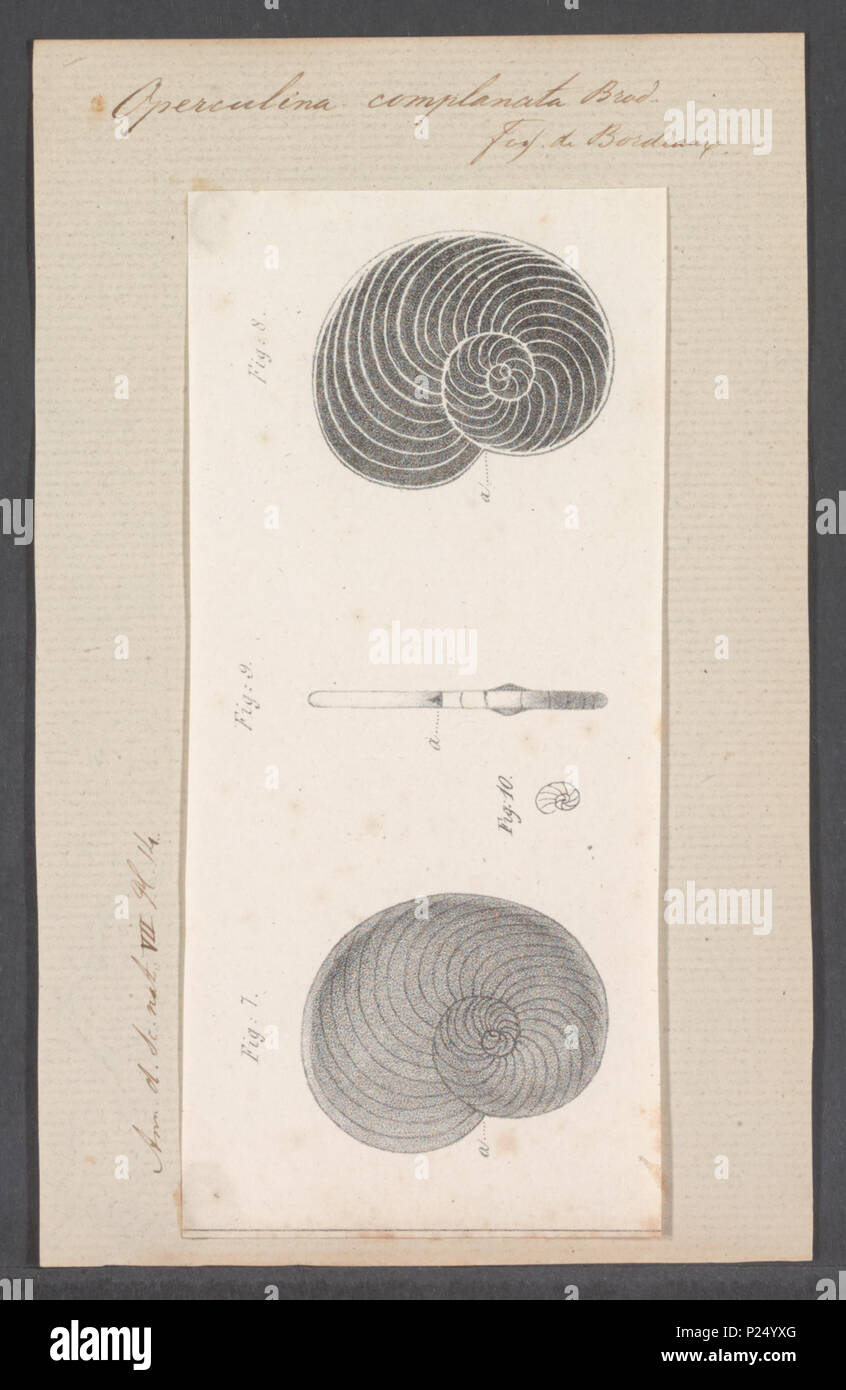 Operculina complanata Banque de photographies et d’images à haute ...