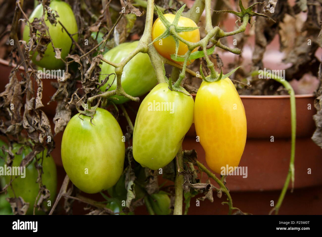 Tomate roma Banque de photographies et d’images à haute résolution - Alamy