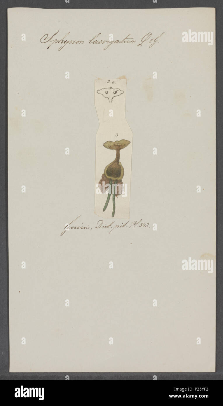 Sphyrion laevigatum Banque de photographies et d’images à haute ...