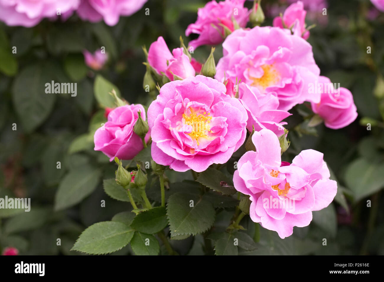 Fleurs chanceuses Banque de photographies et d’images à haute ...