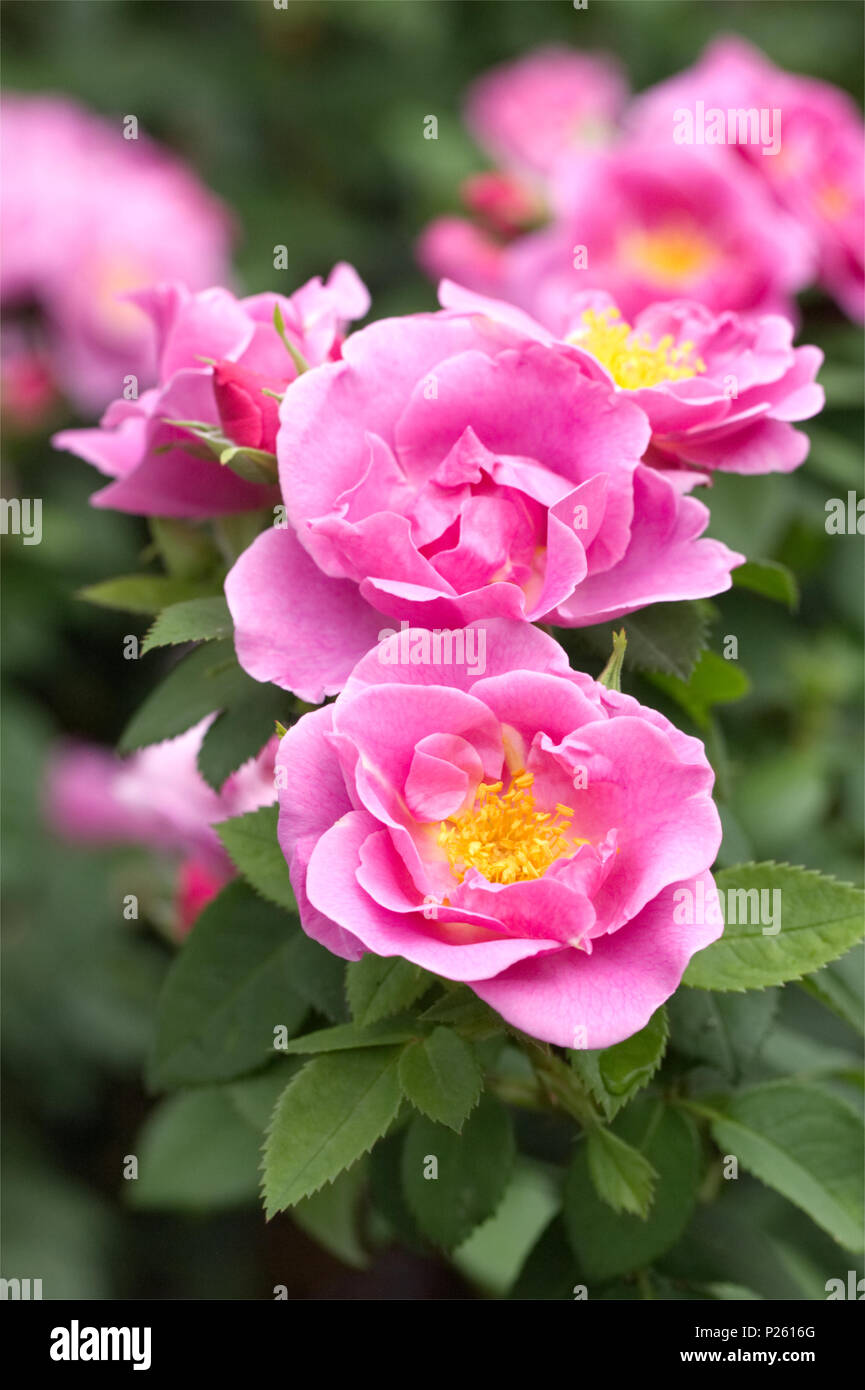 Fleurs chanceuses Banque de photographies et d’images à haute ...