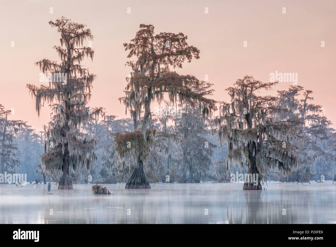 Atchafalaya basin swamp Banque de photographies et d’images à haute ...