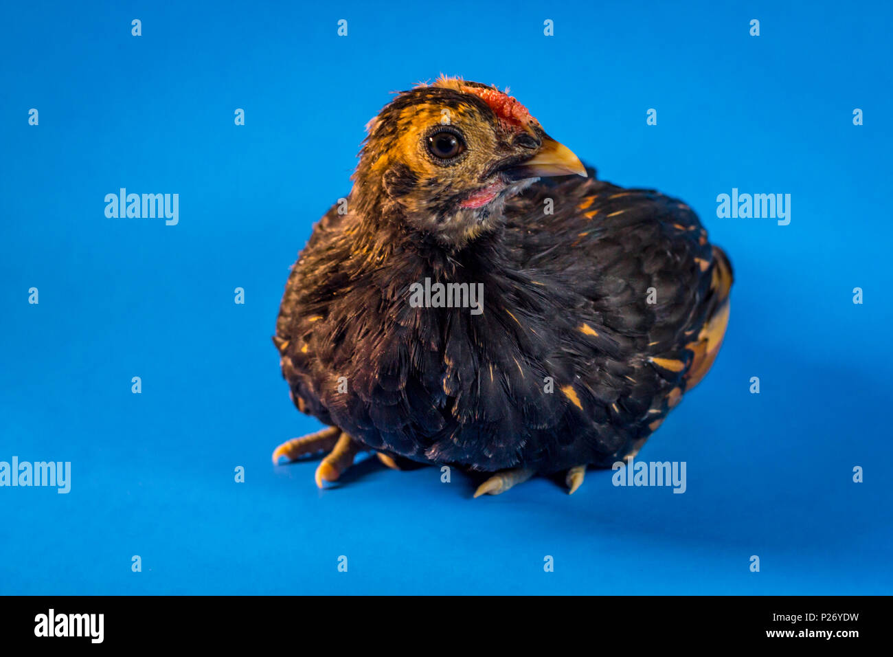 Wyandotte rooster Banque de photographies et d’images à haute ...