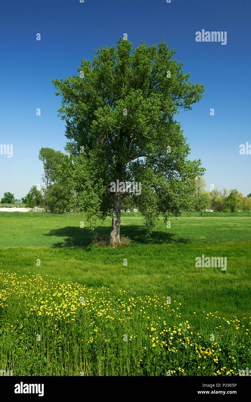 Zibello (Pr), l'Italie, l'agriculture dans la plaine du Pô Photo Stock ...