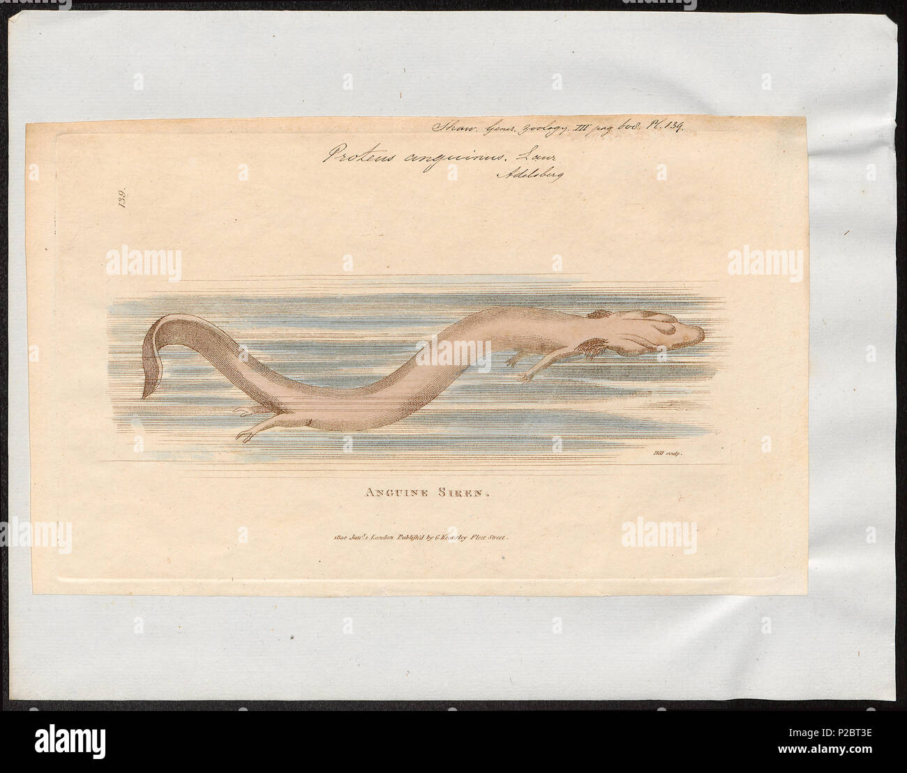 Proteus proteus anguinus Banque de photographies et d’images à haute ...