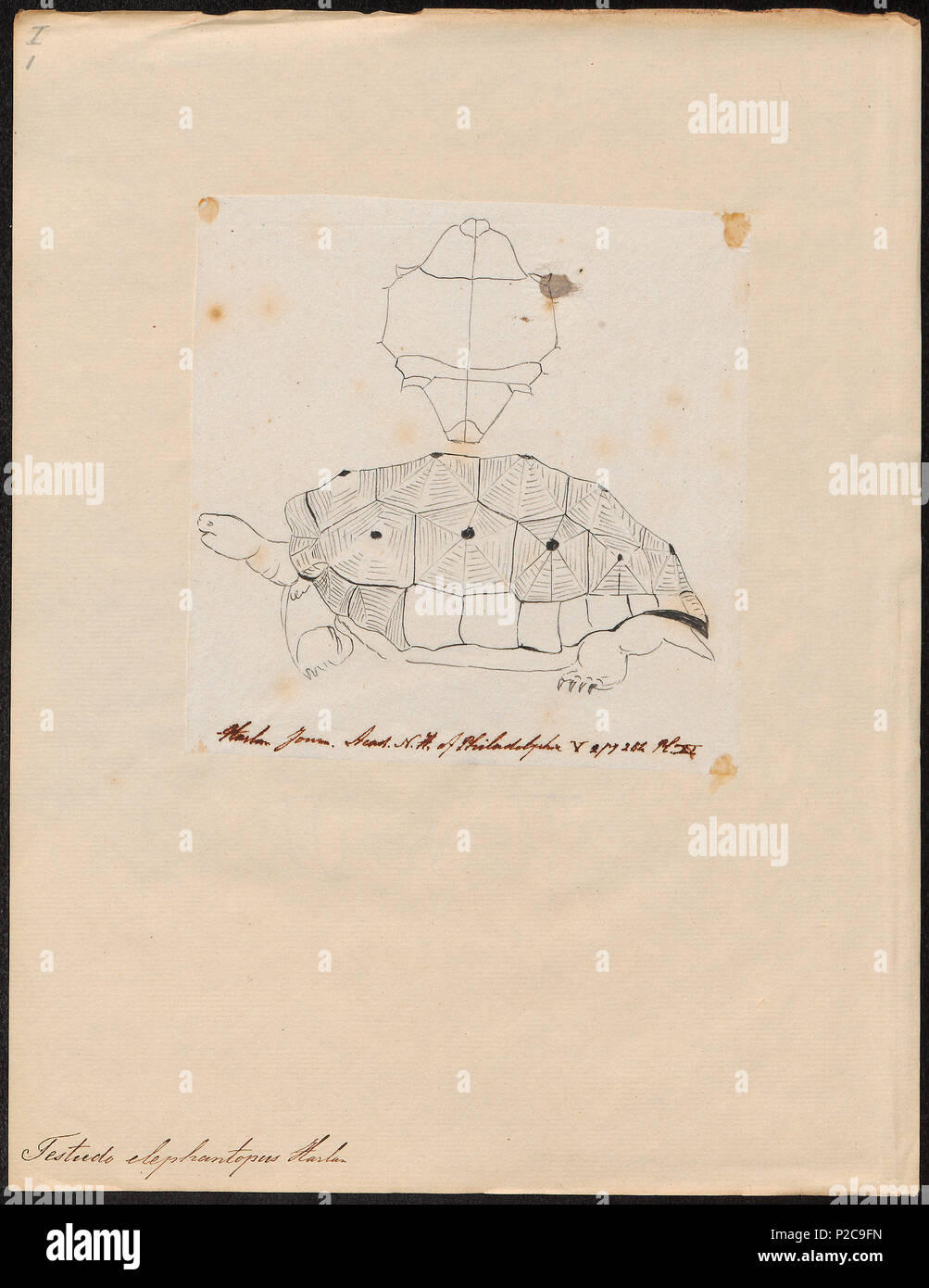 Testudo elephantopus Banque de photographies et d’images à haute ...