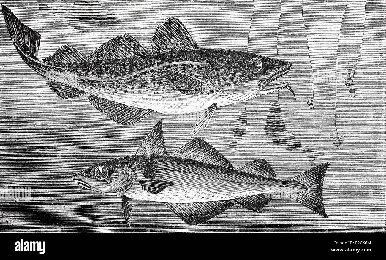 La morue franche, Gadus morhua, aiglefin, Melanogrammus aeglefinus ...