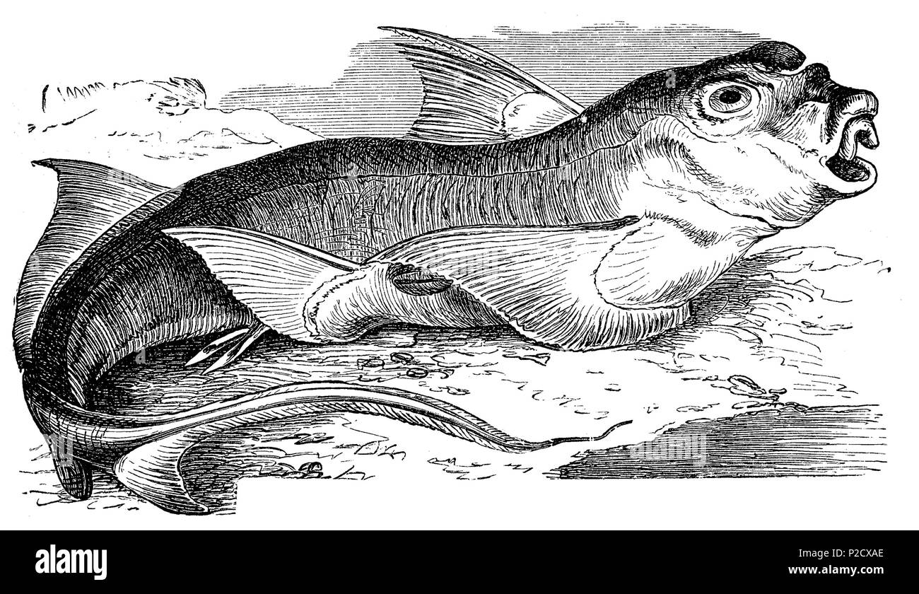 Chimaera monstrosa, également connu sous le nom de poisson ou poisson ...