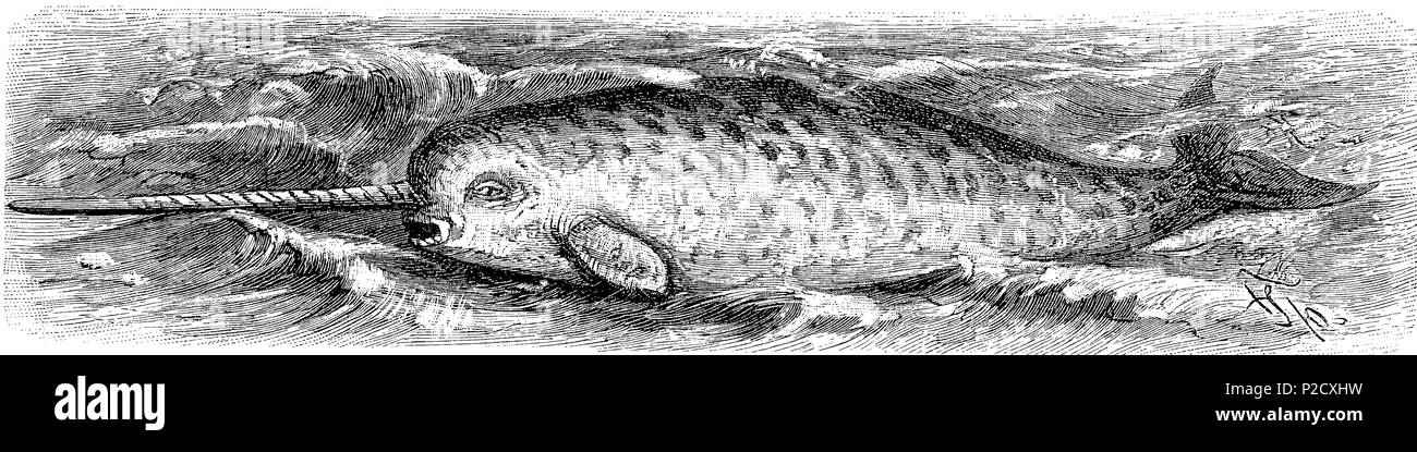 Le narval, le narwal, Narwal, Monodon monoceros, amélioration numérique ...
