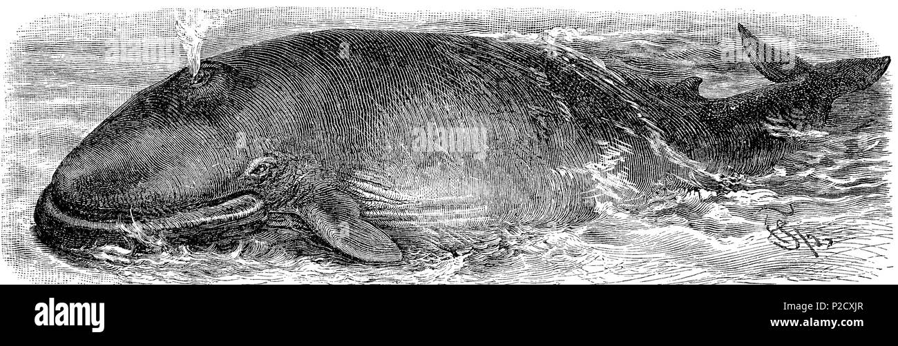 Rorqual commun, rorquals rorqual commun, baleine ou Finnwal nordischer ...